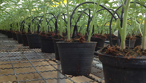 Greenhouse Logistics Solutions | Agri Solutions Asia